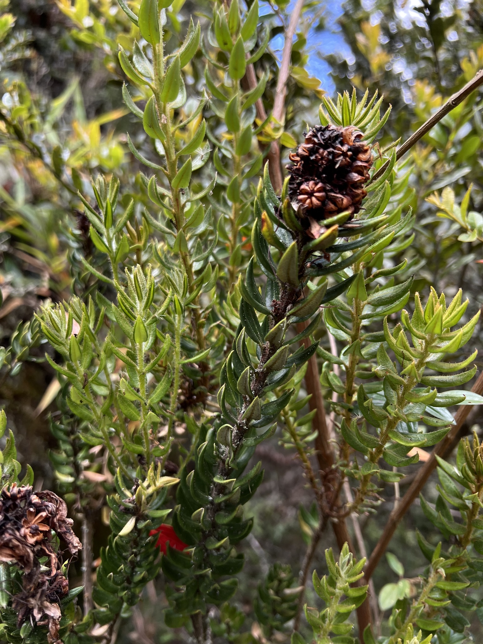 Bejaria resinosa Mutis ex L.fil.
