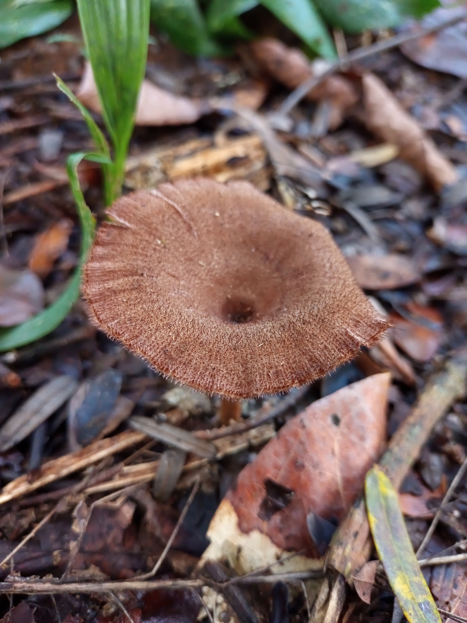 Lentinus velutinus Fr.