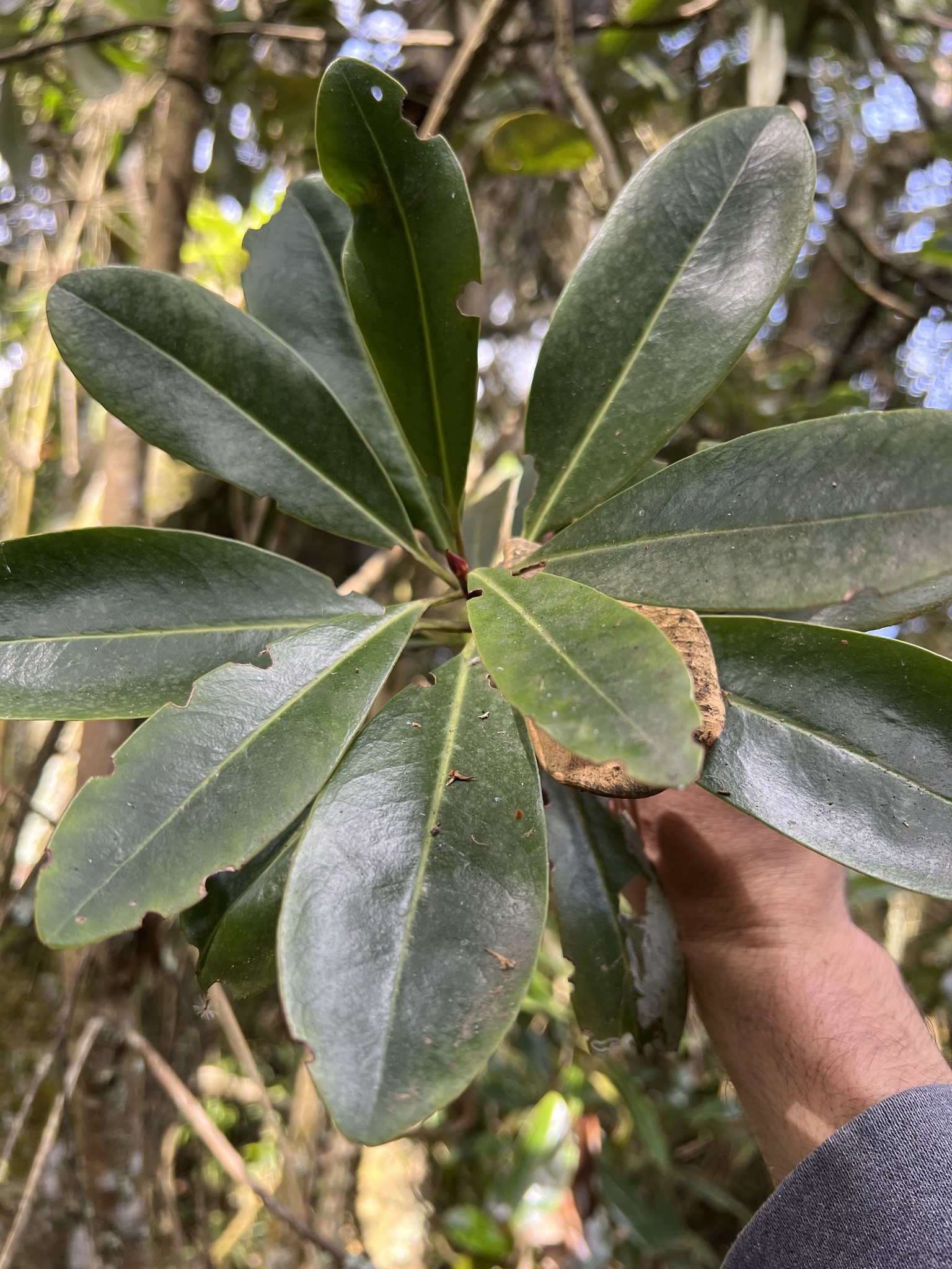 Drimys granadensis L.fil.