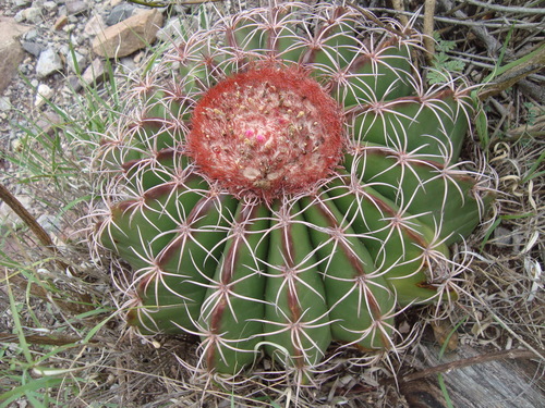 Subspecies Melocactus bellavistensis onychacanthus · iNaturalist
