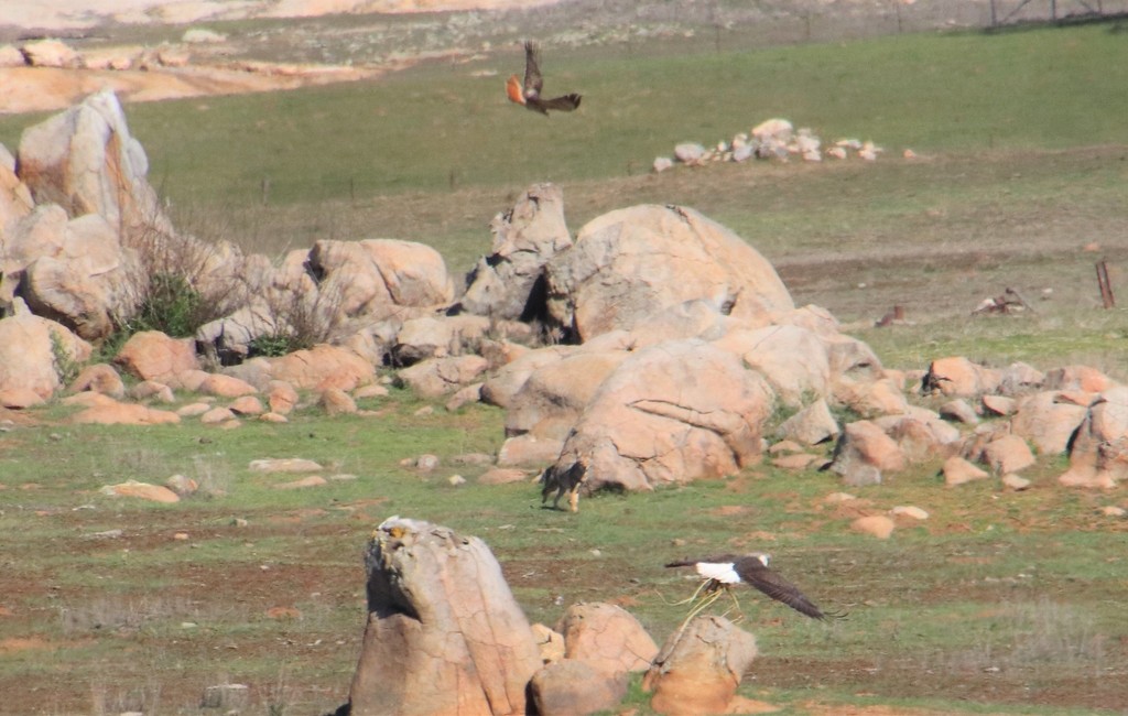 Coyote from San Diego County, CA, USA on January 30, 2022 at 01:07 PM ...