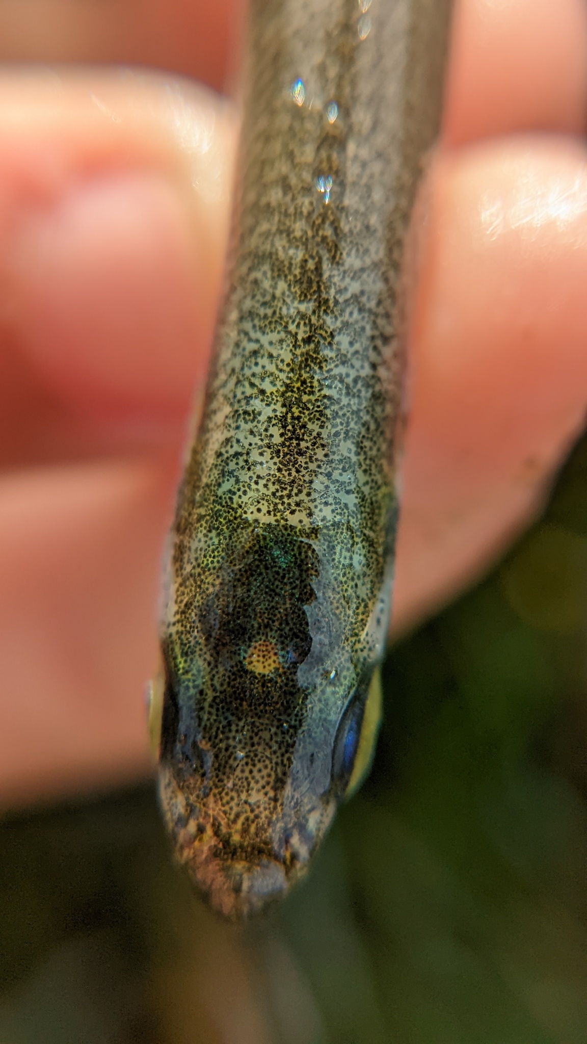 Atherinops affinis (Ayres, 1860)