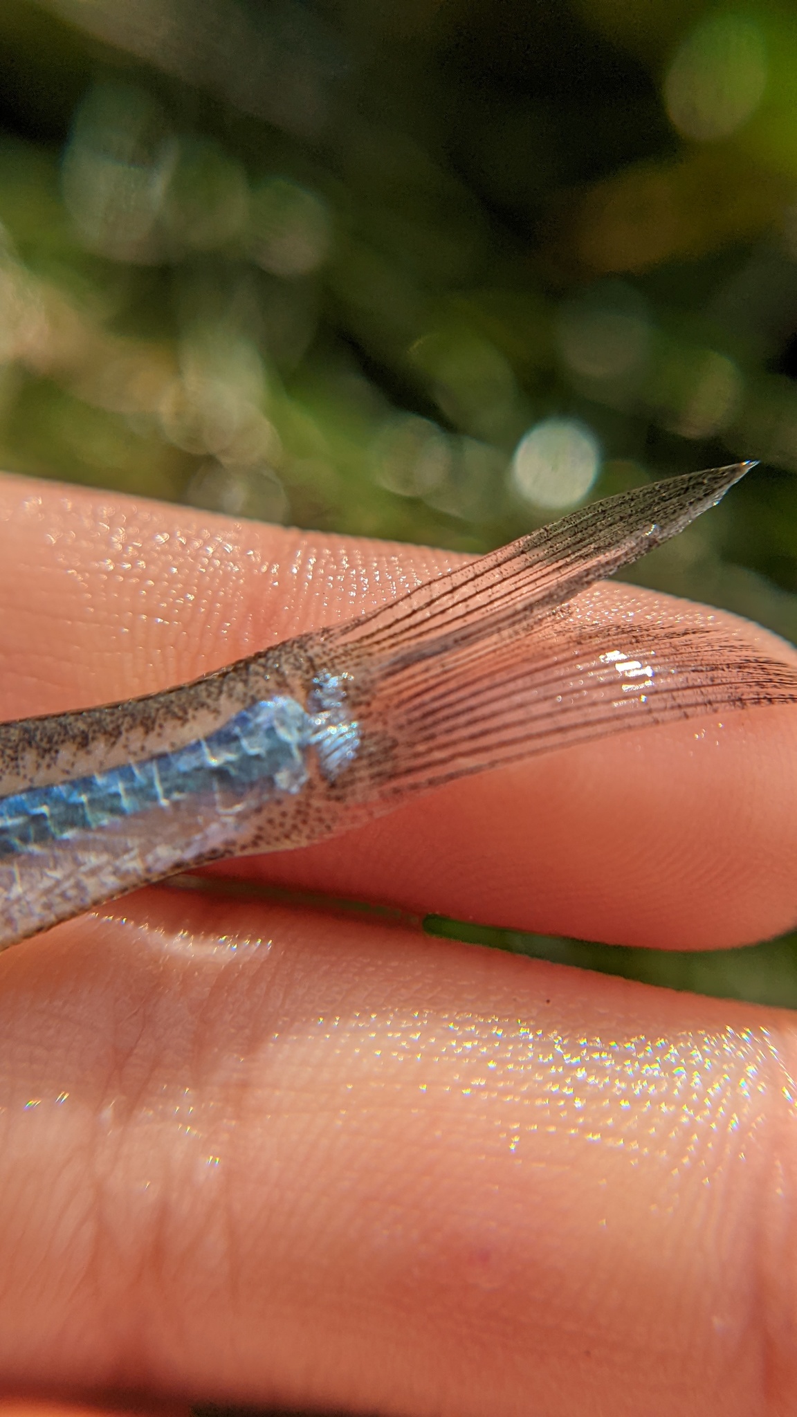 Atherinops affinis (Ayres, 1860)