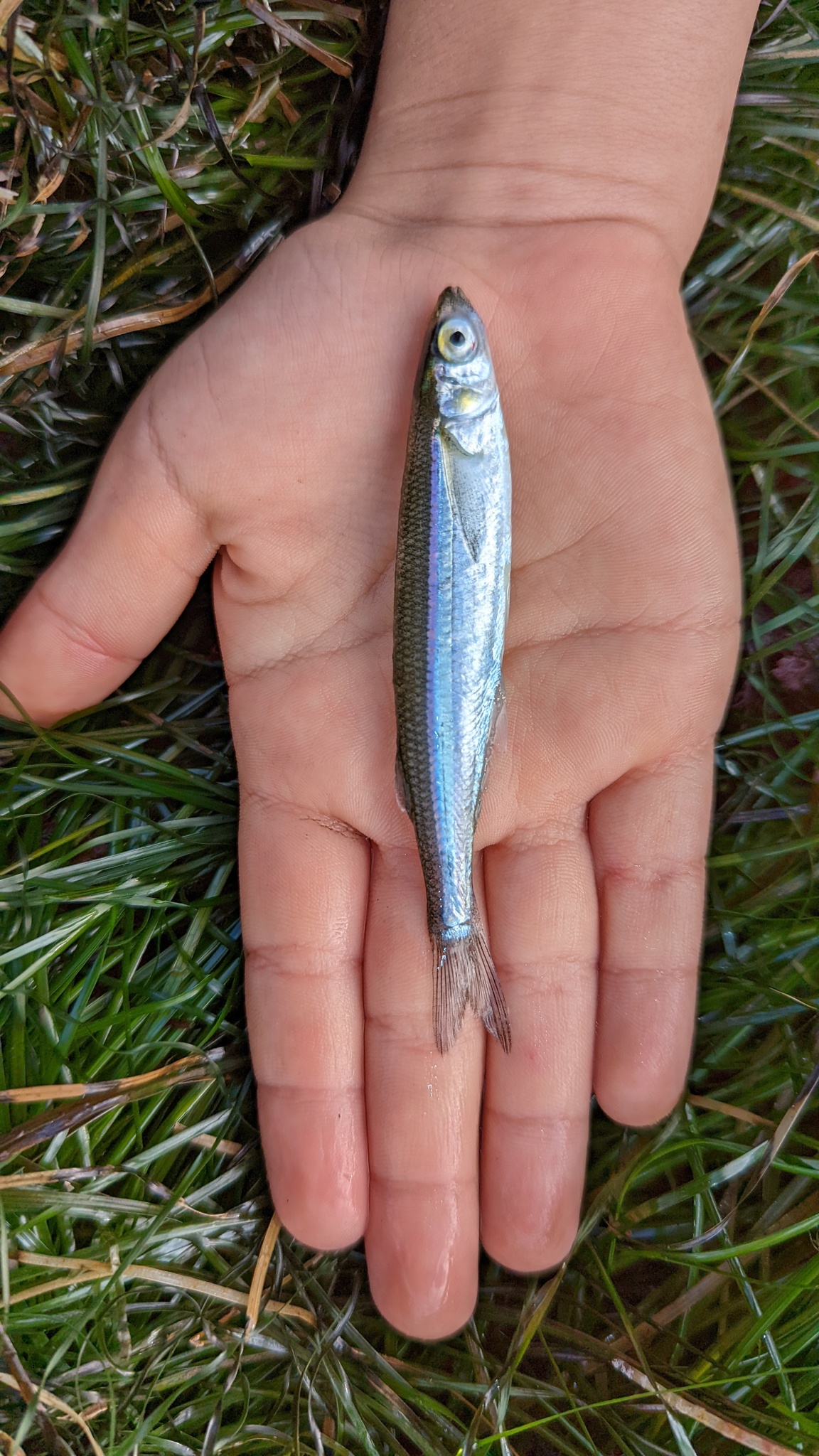 Atherinops affinis (Ayres, 1860)