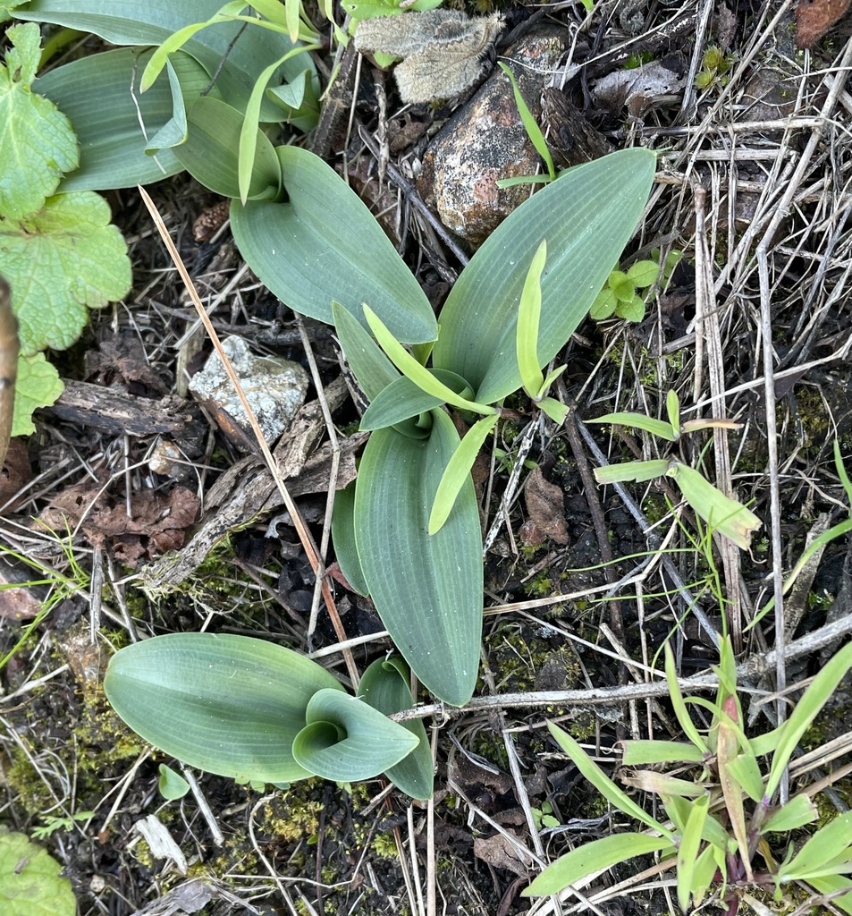 elegant piperia from Point Lobos State Natural Reserve, Carmel, CA, US ...
