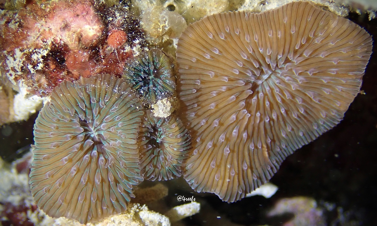 Lobactis scutaria (Lamarck, 1801)