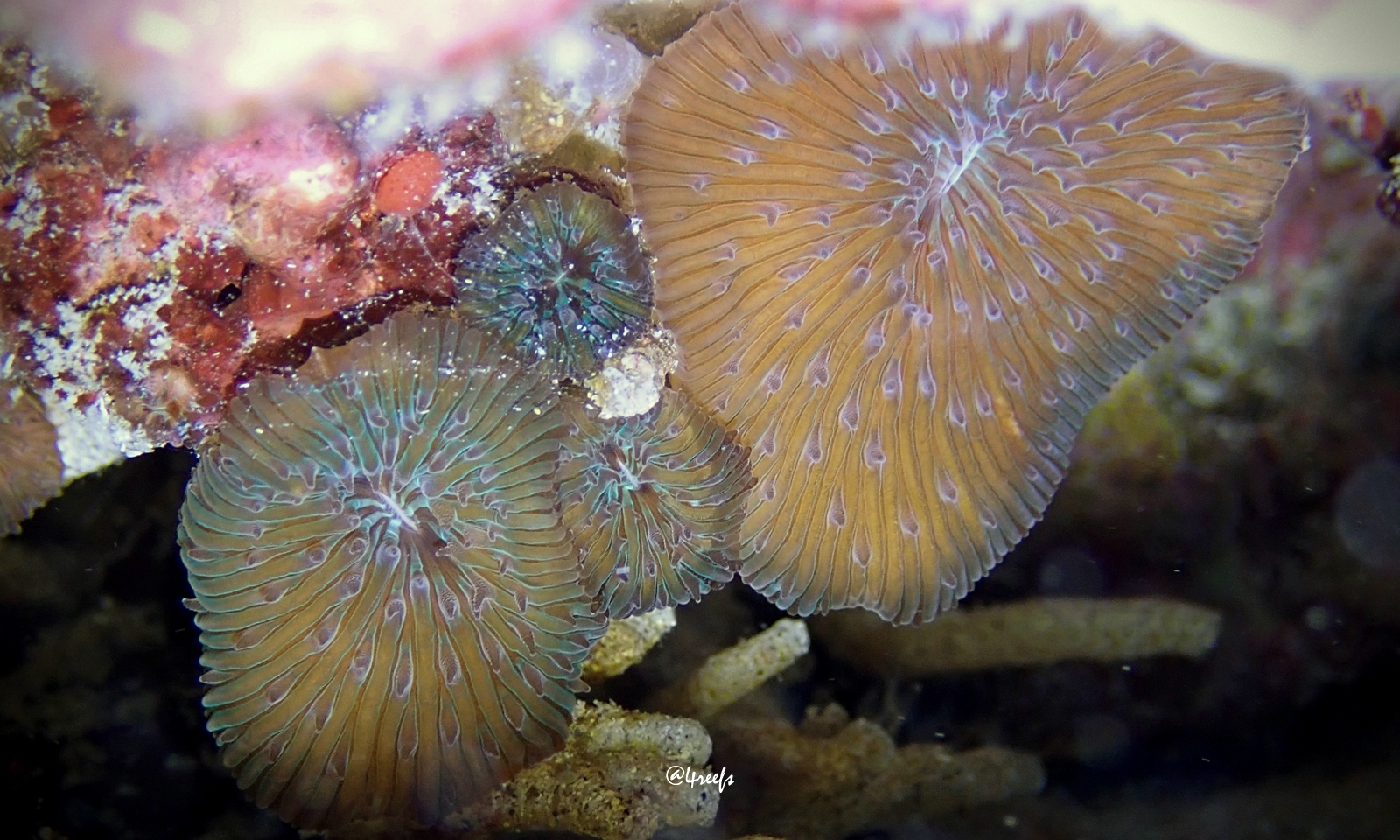 Lobactis scutaria (Lamarck, 1801)