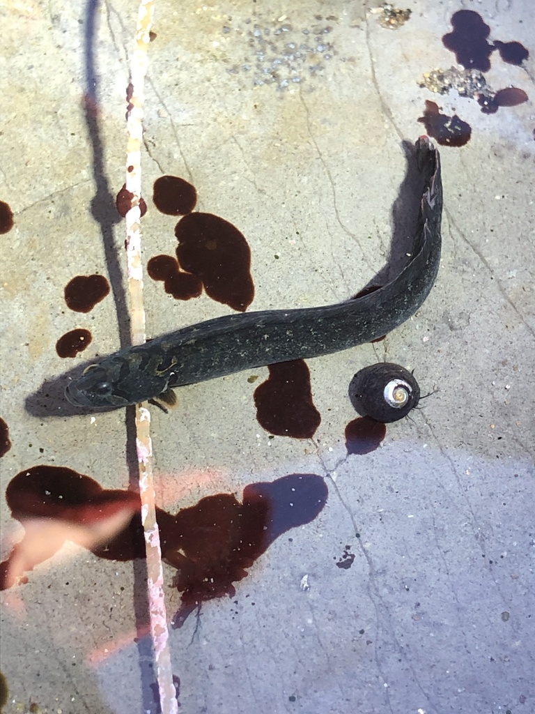 Monkey-faced Prickleback from Scott Creek Beach County Park, Santa Cruz ...