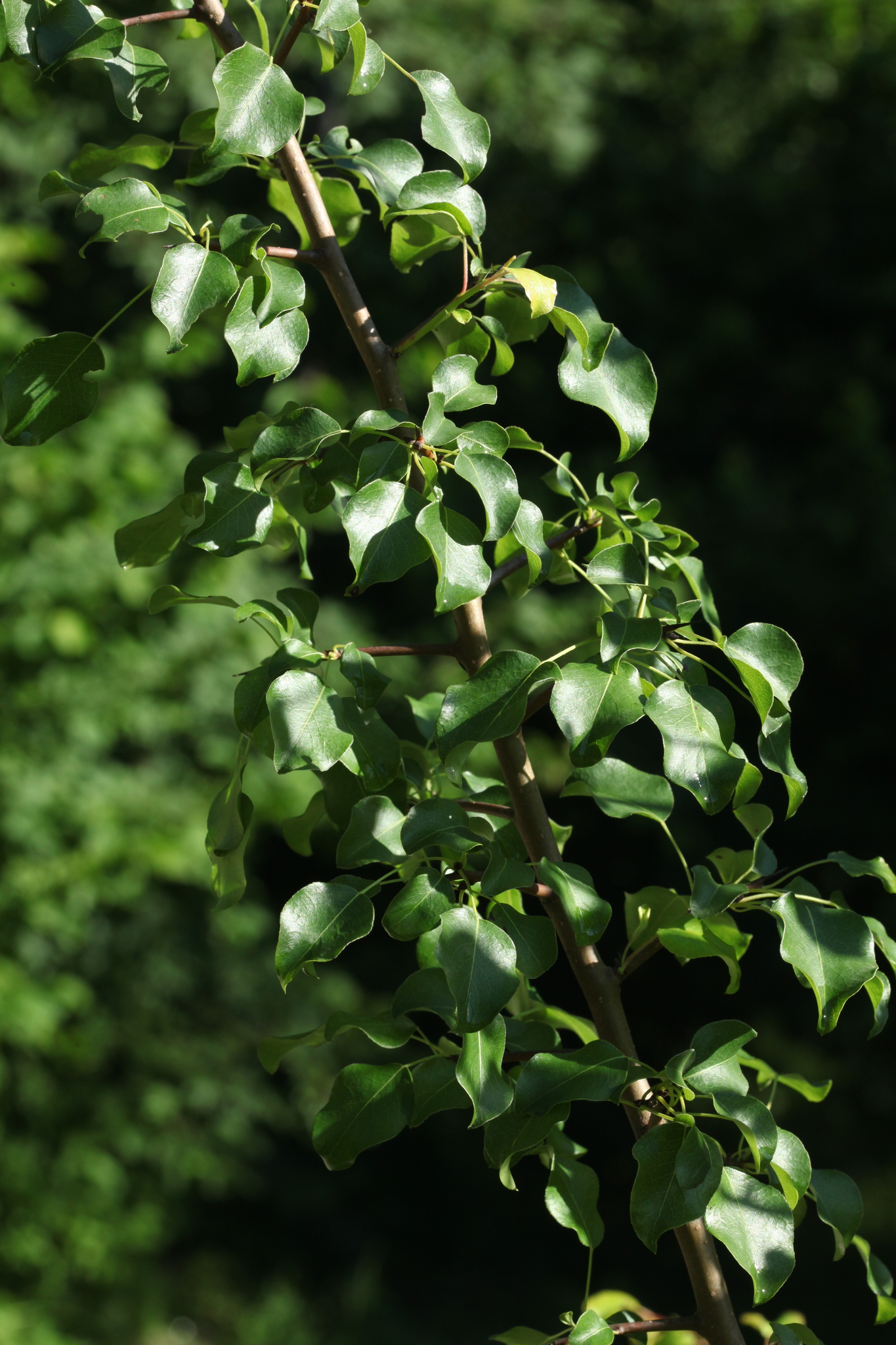 Pyrus communis subsp. caucasica (Fed.) Browicz