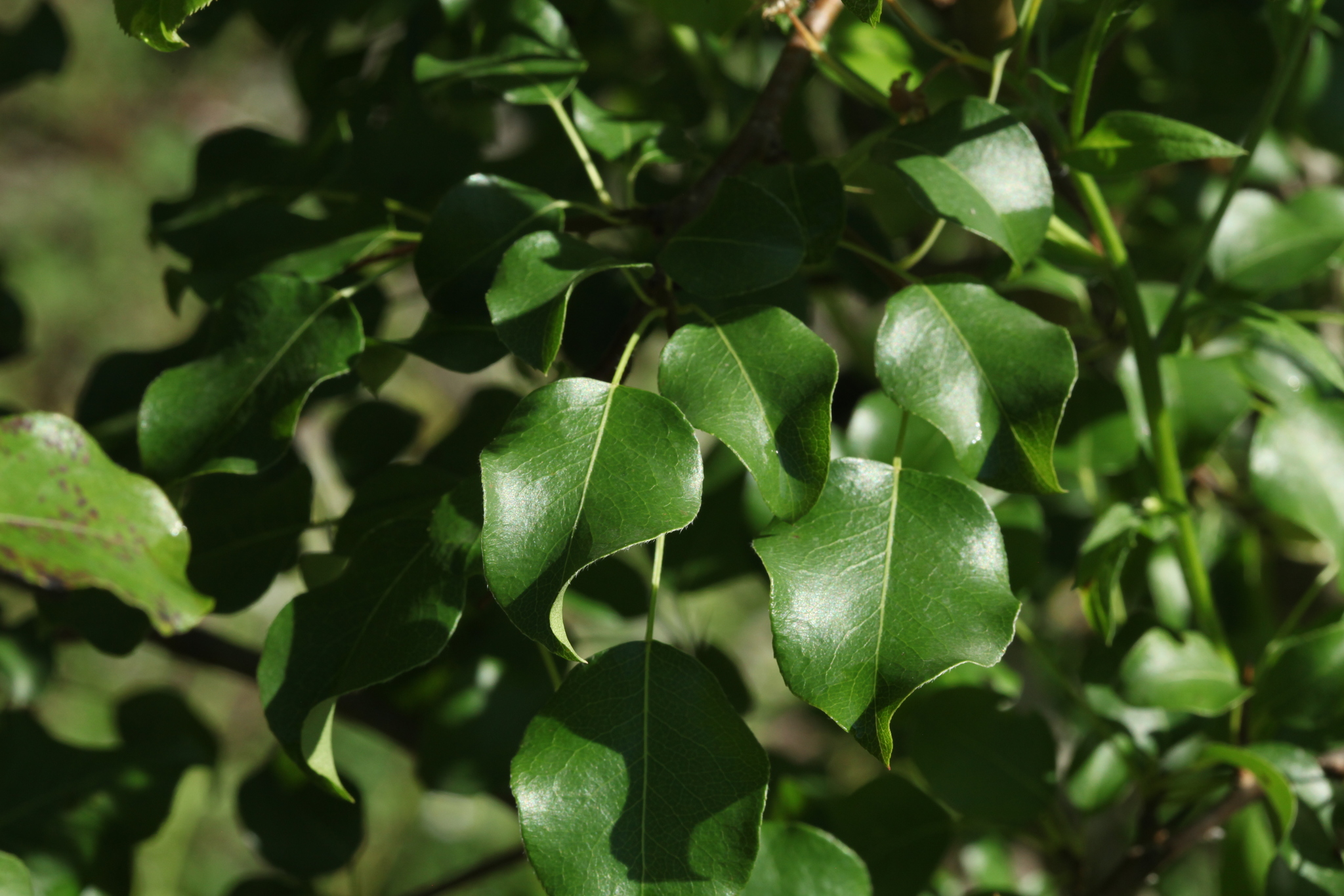 Pyrus communis subsp. caucasica (Fed.) Browicz