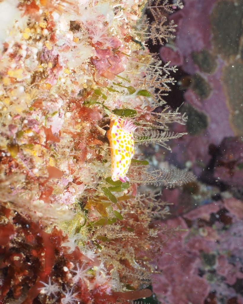 Clown Doris from Tasman Sea, Sandy Beach, NSW, AU on January 29, 2022 ...