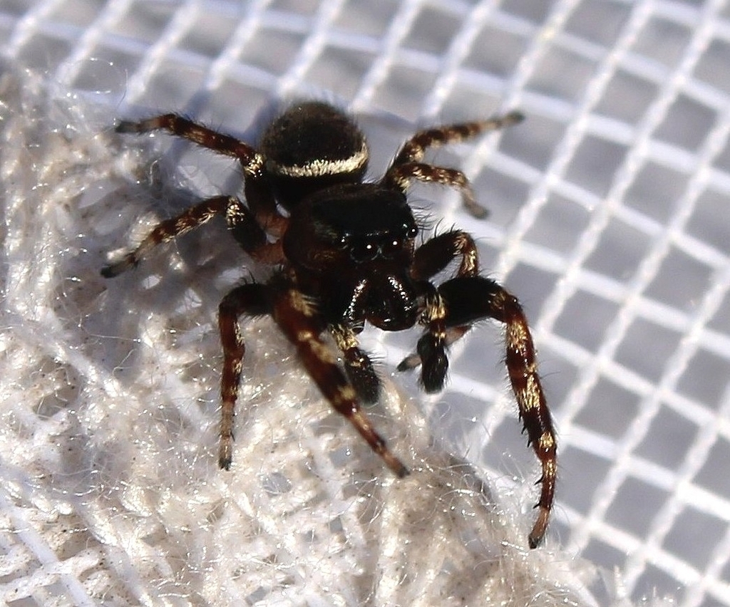 Coppered White-cheeked Jumping Spider from Glendora, CA 91740, USA on ...
