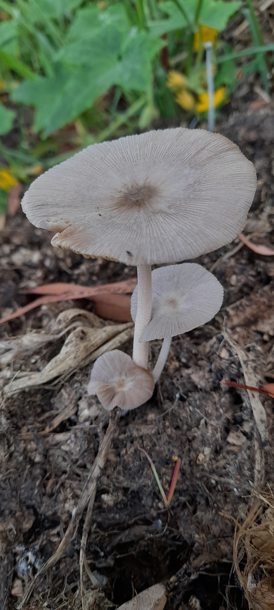 Bolbitius coprophilus (Peck) Hongo