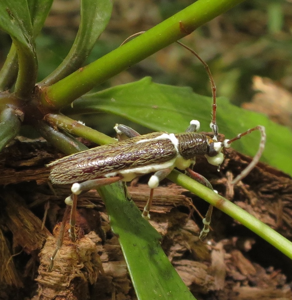 Lemon tree borer from South Waikato District, Waikato, New Zealand on ...