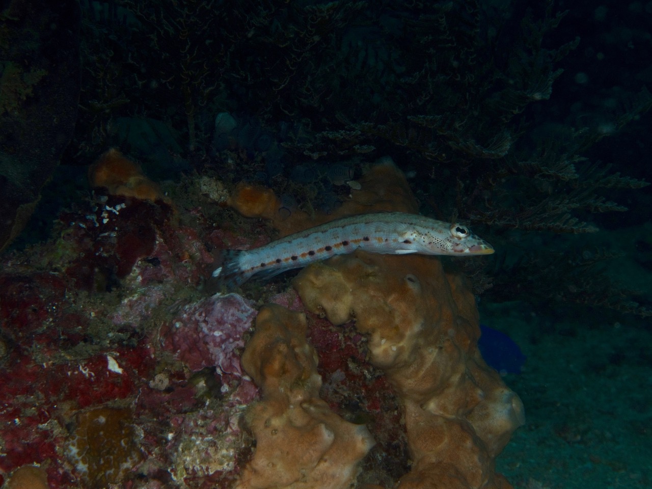 Parapercis multiplicata Randall, 1984