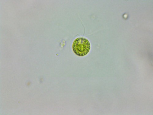 Genus Carteria · iNaturalist