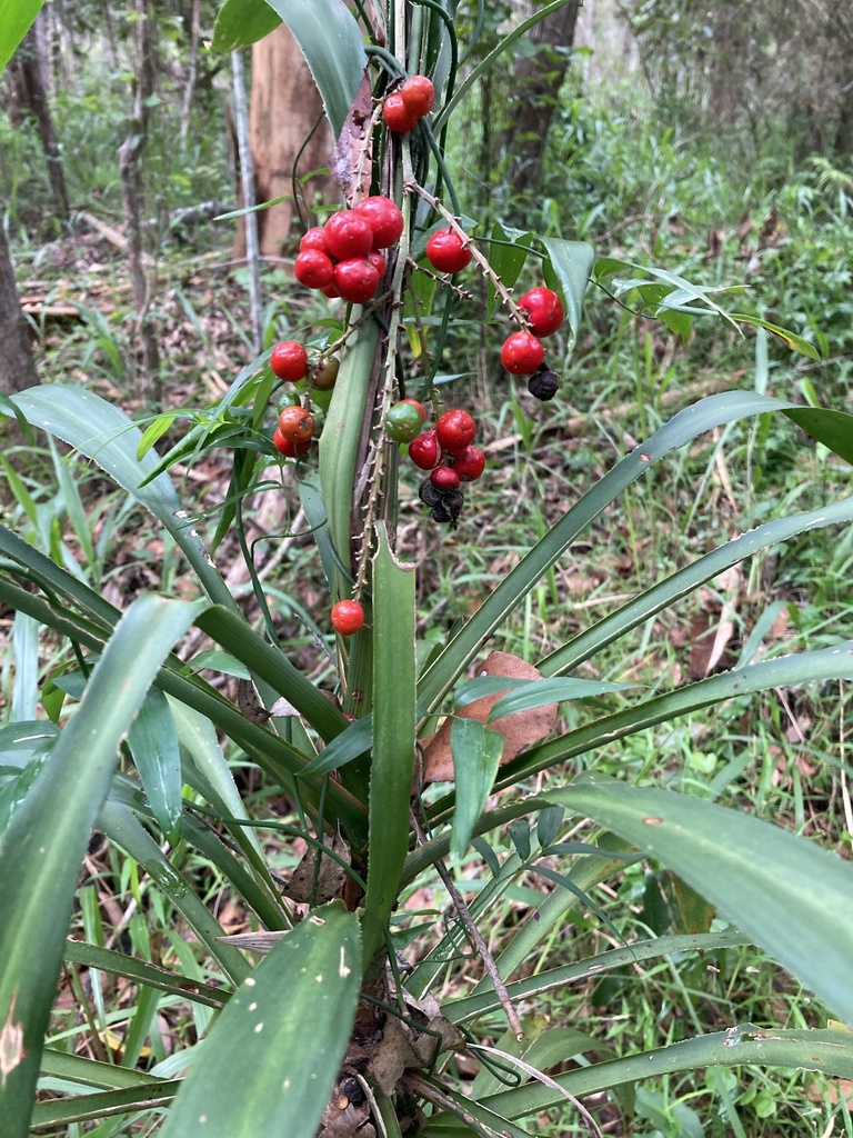 cabbage trees and allies from Guanaba Creek Rd, Guanaba, QLD, AU on ...