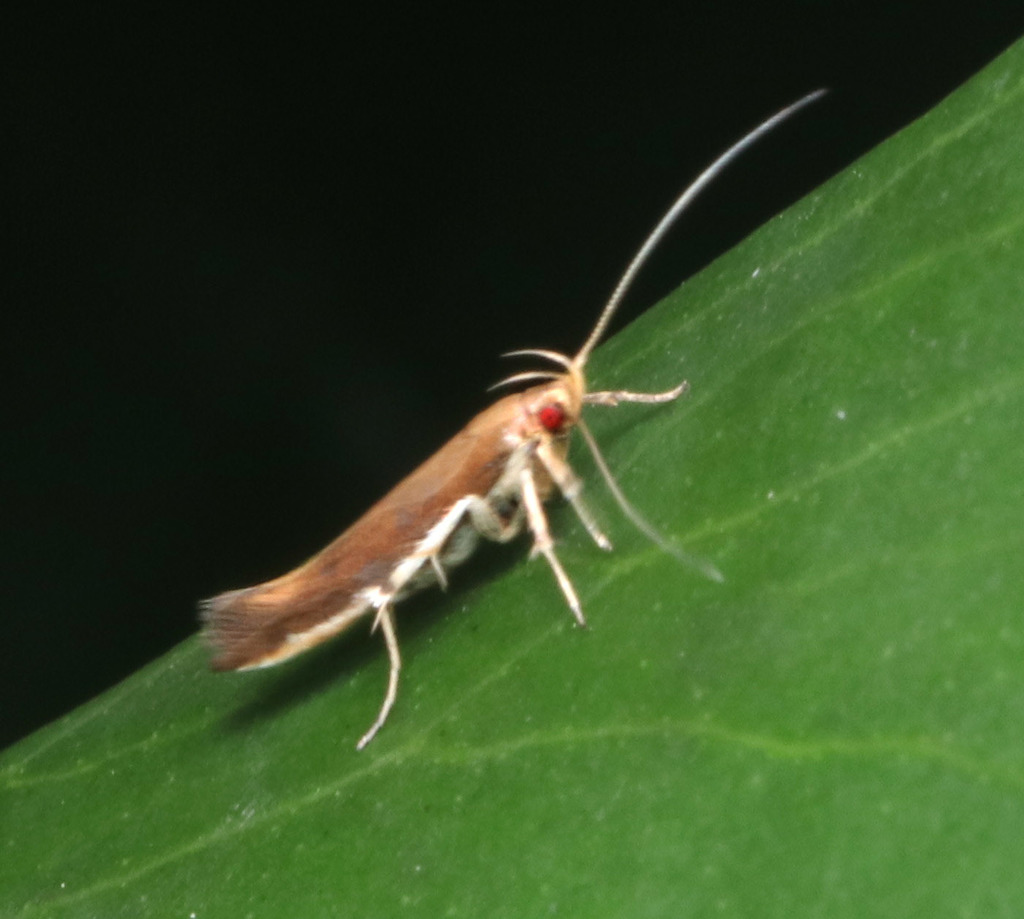 Pyroderces in January 2022 by juliegraham173 · iNaturalist