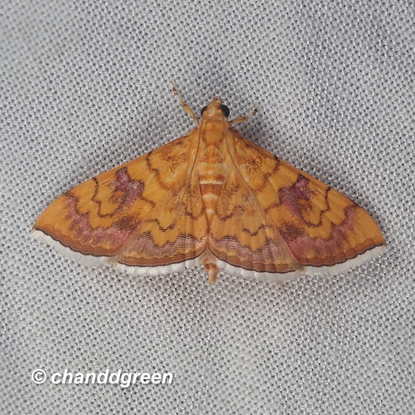 Isocentris filalis Guenée, 1854