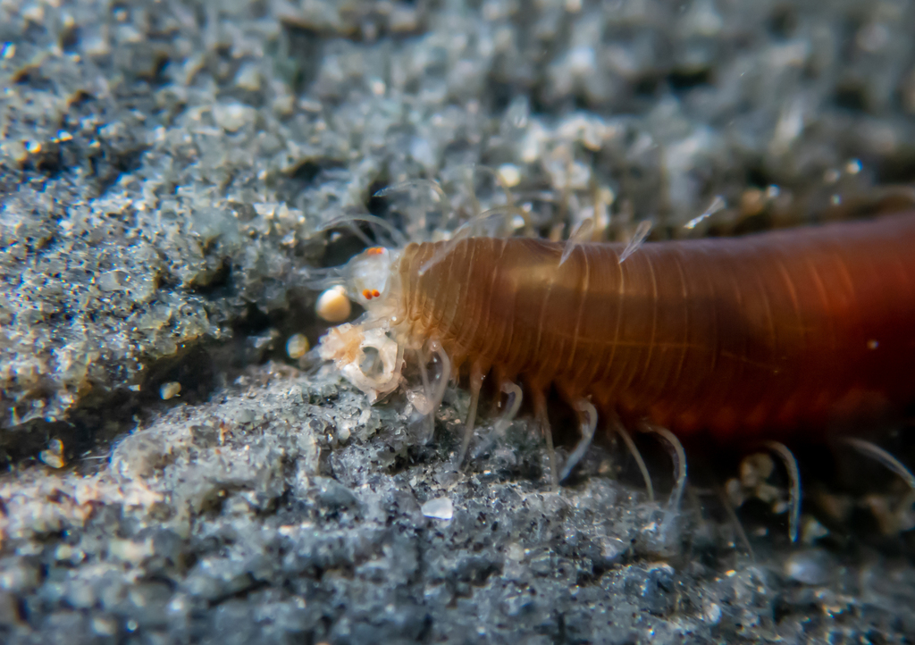 Oxydromus angustifrons (Polychaetes Worms of NZ) · iNaturalist