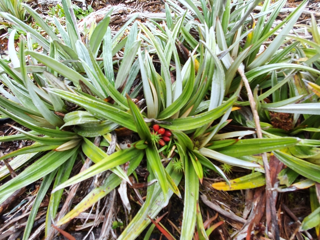 Astelia alpina novae-hollandiae from Mount Baw Baw Alpine Resort ...