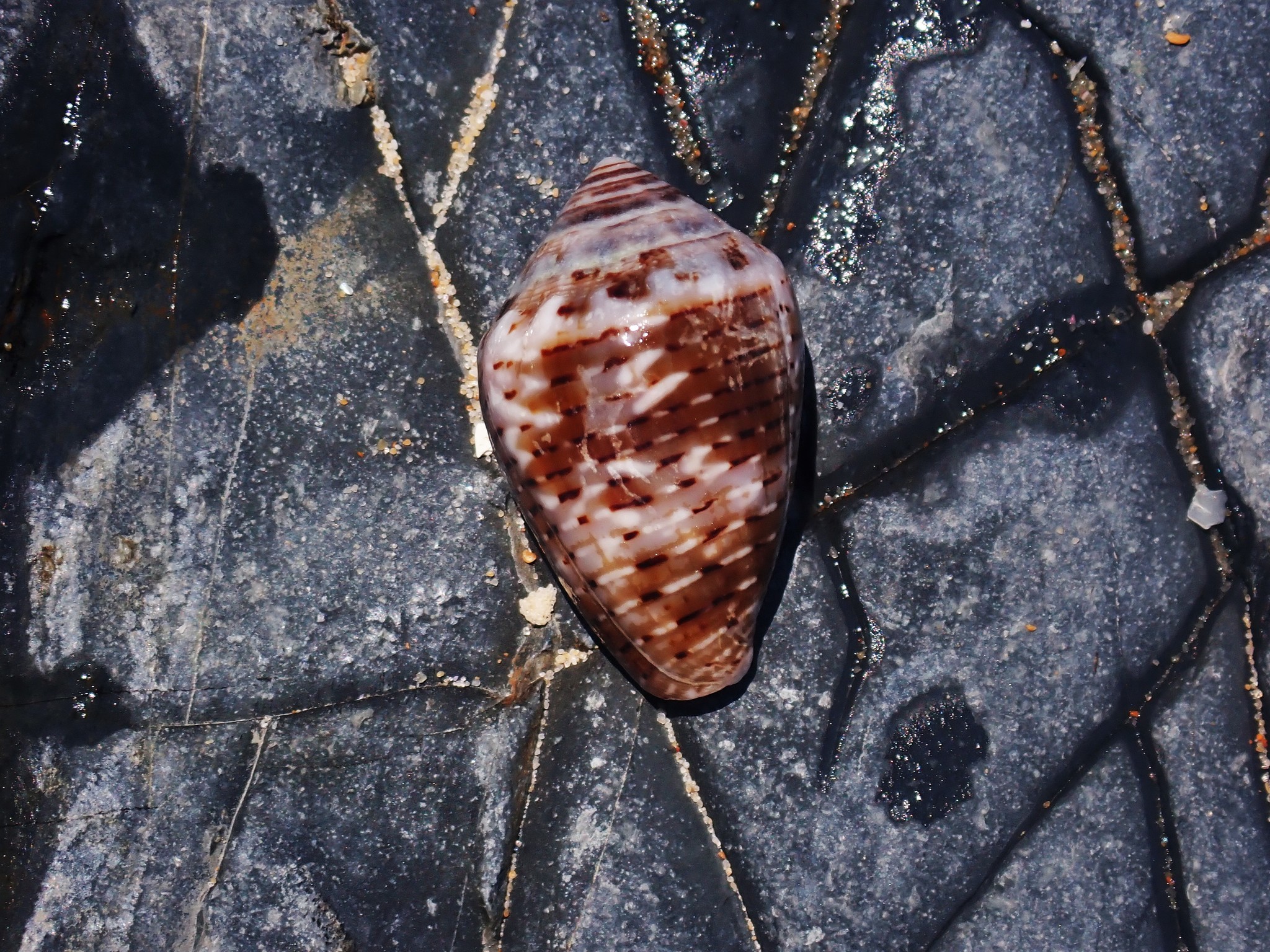 Conus coronatus Gmelin, 1791