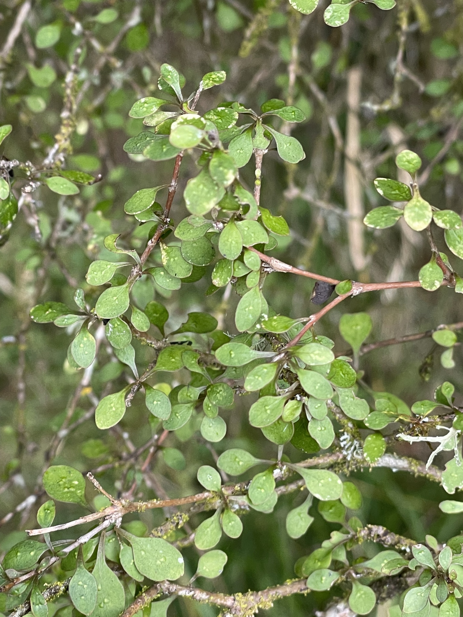 Coprosma virescens Petrie