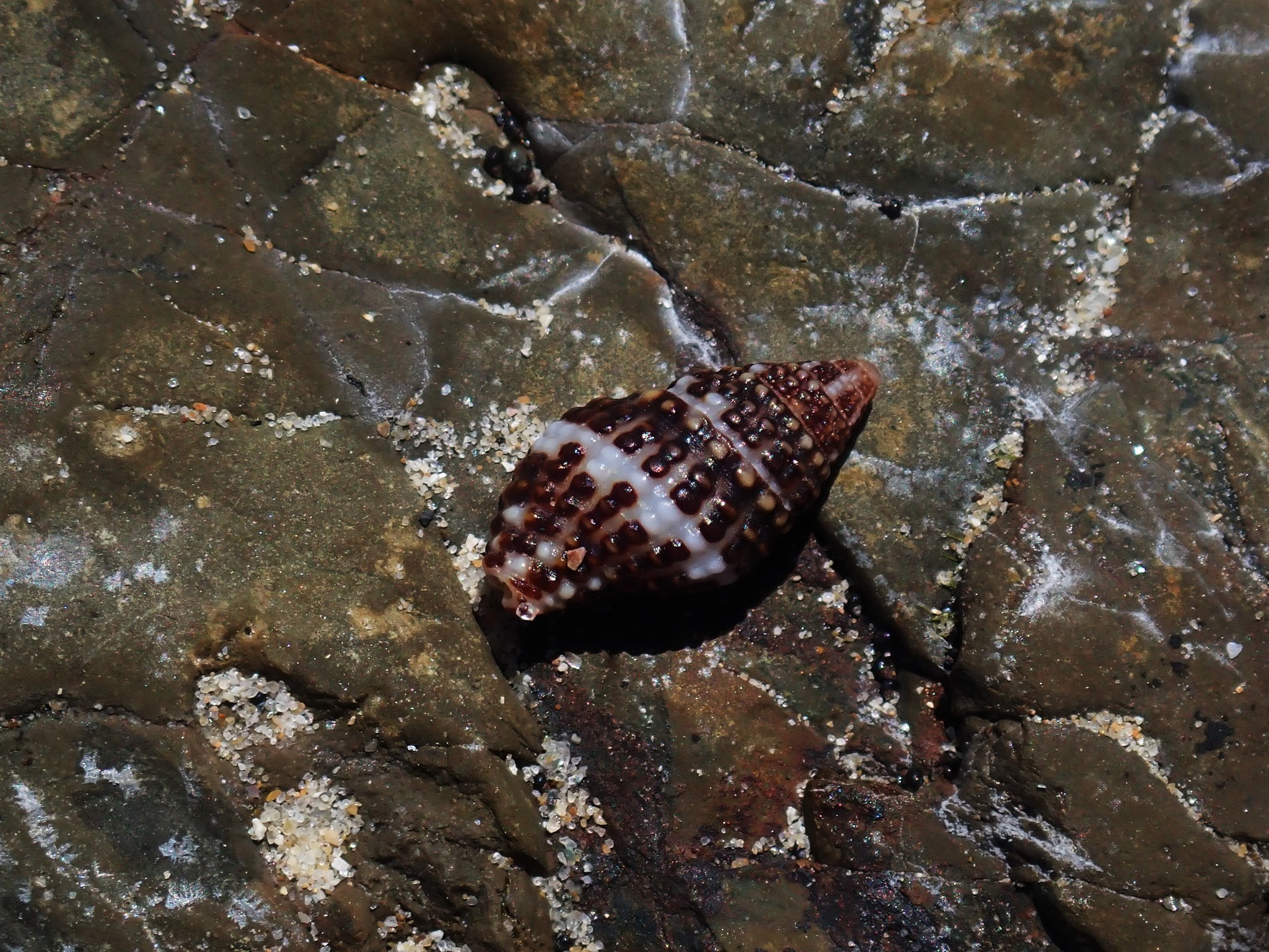 Engina armillata (Reeve, 1846)