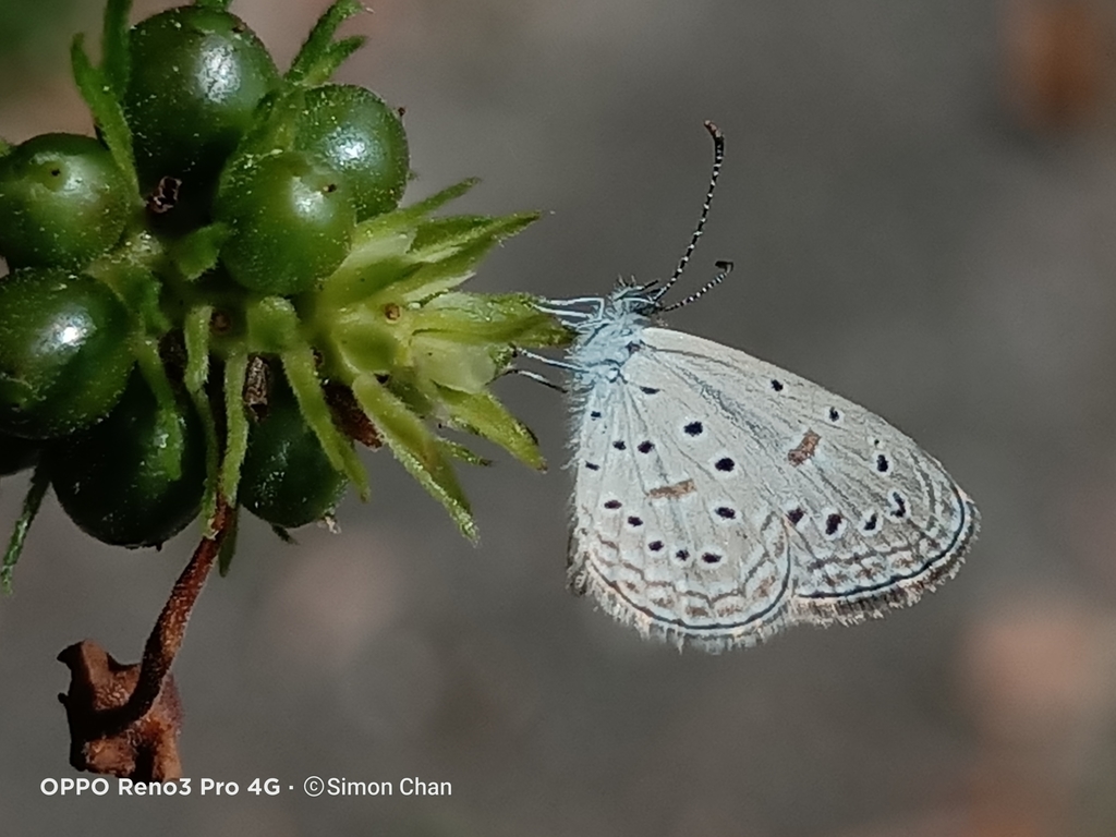 Tiny Grass Blue from PCN - Lornie Nature Corridor on January 29, 2022 ...