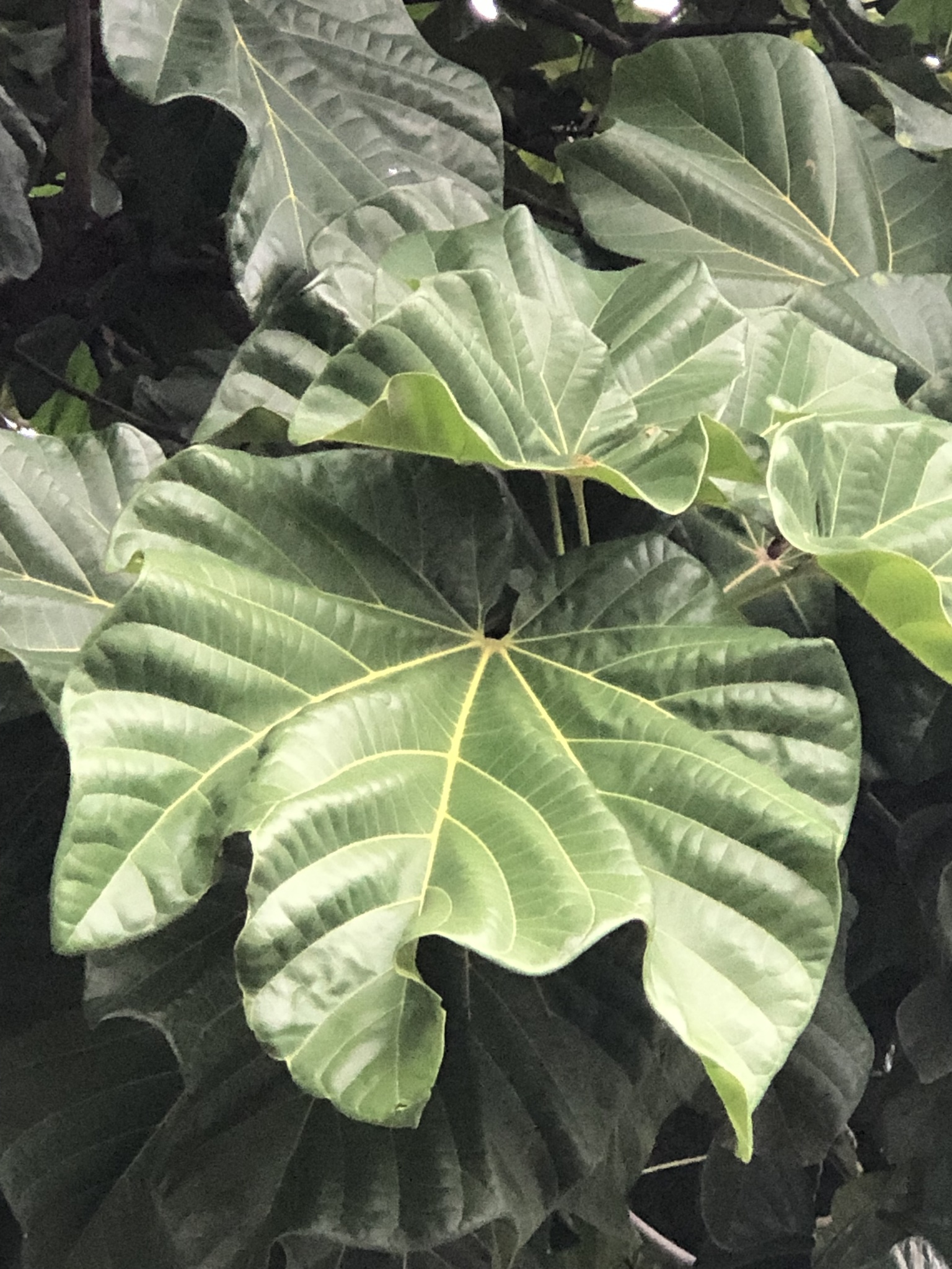 Cola gigantea A.Chev.