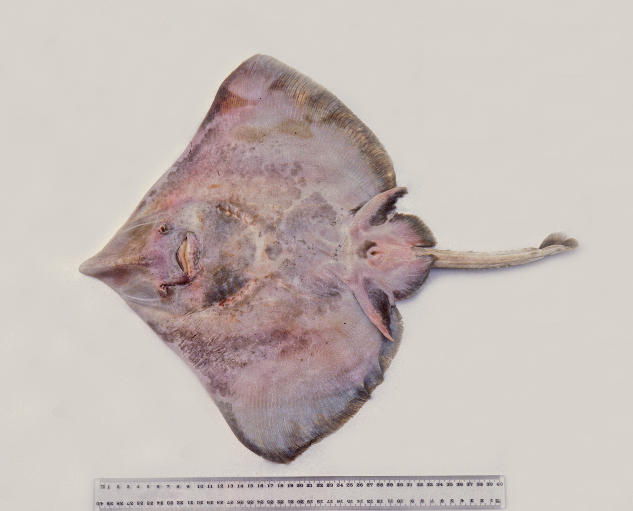 Dipturus canutus Last, 2008