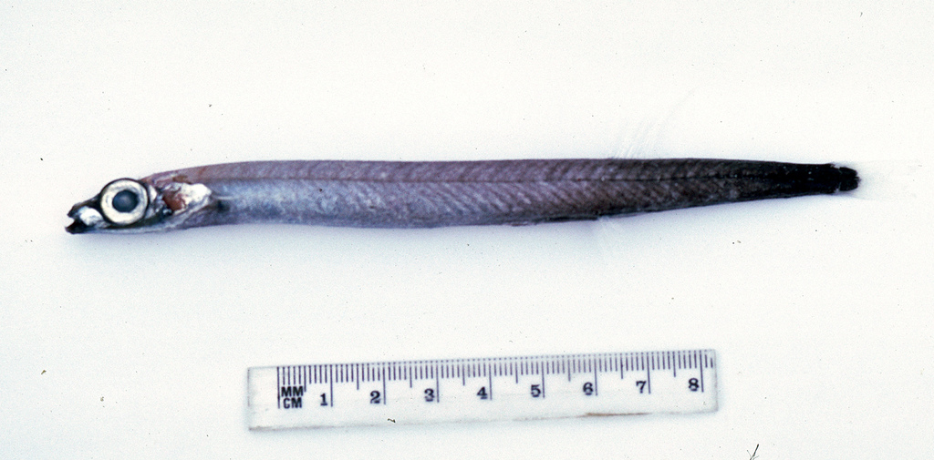 Slender Smallmouth (Microstoma australis) - Marine Life Identification
