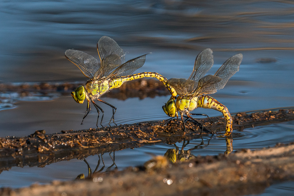 Australian Emperor from Little River VIC 3211, Australia on January 31 ...