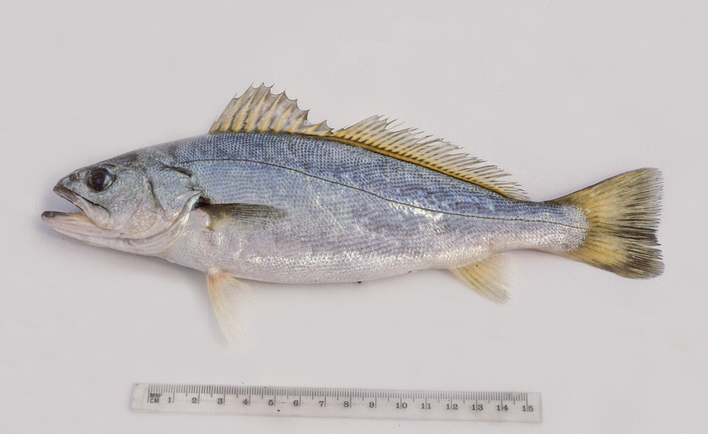 Teraglin from 3.5 n.miles NNE of Forster, NSW, Australia on October 1 ...