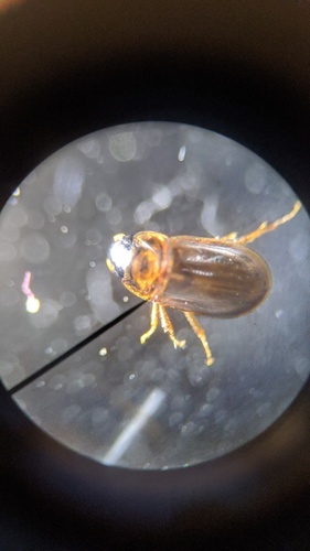 Agraphydrus minutissimus · iNaturalist