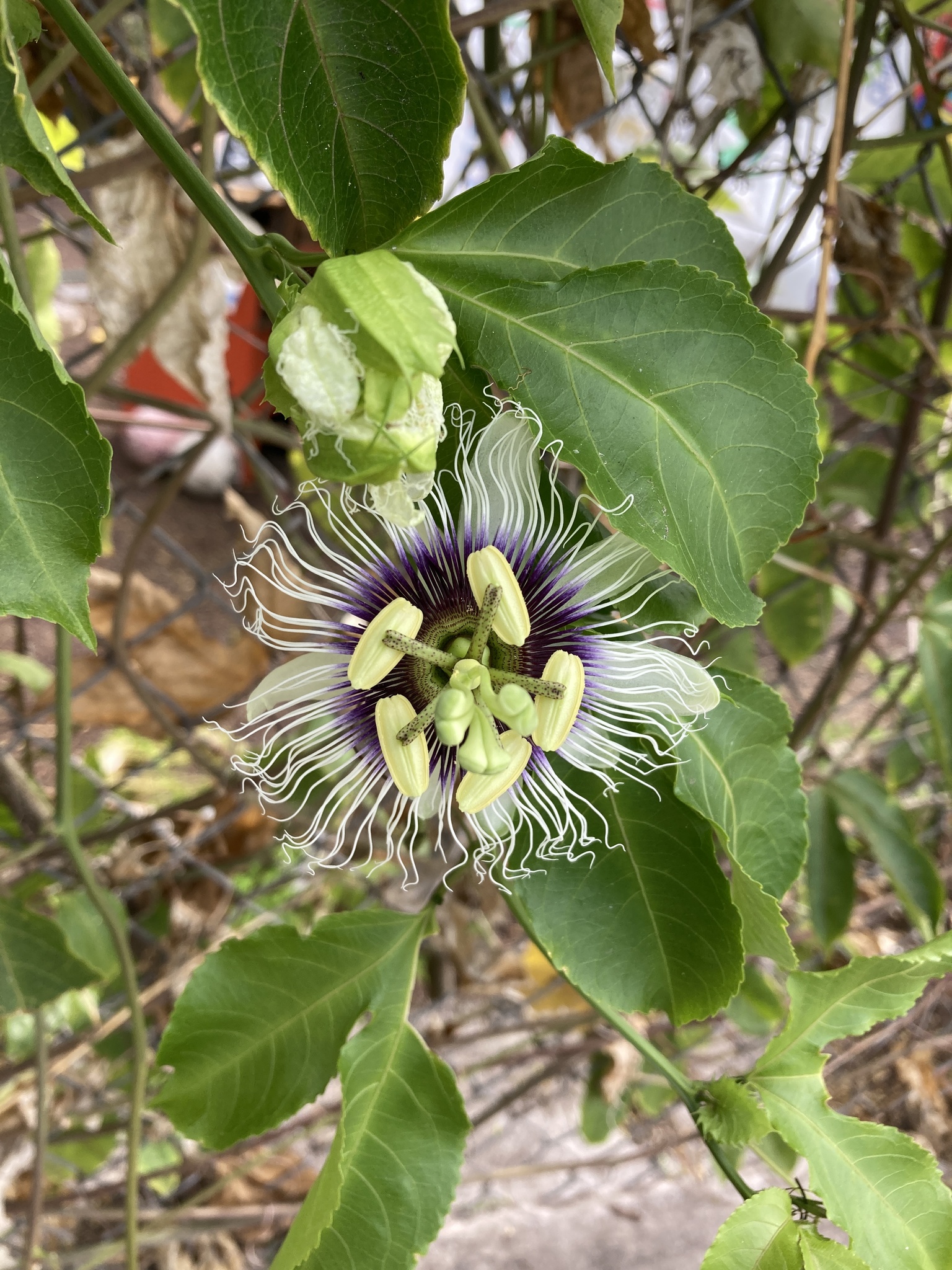Passiflora edulis f. flavicarpa O.Deg.