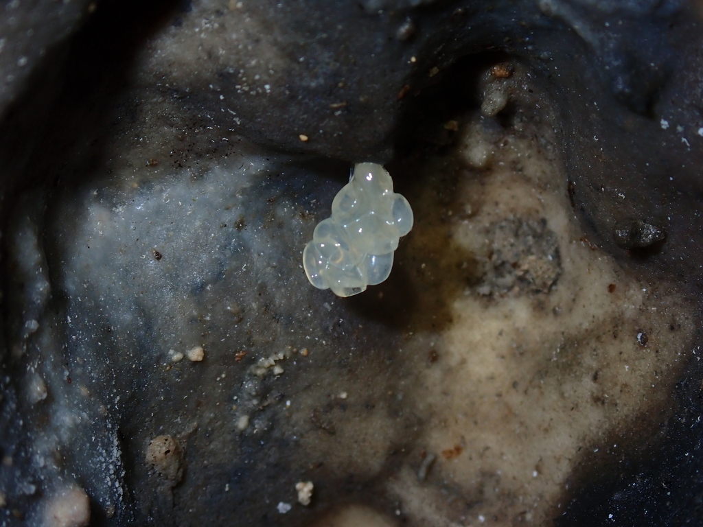 Arthropods from Grotte du Fayt on November 13, 2021 at 10:10 AM by ...
