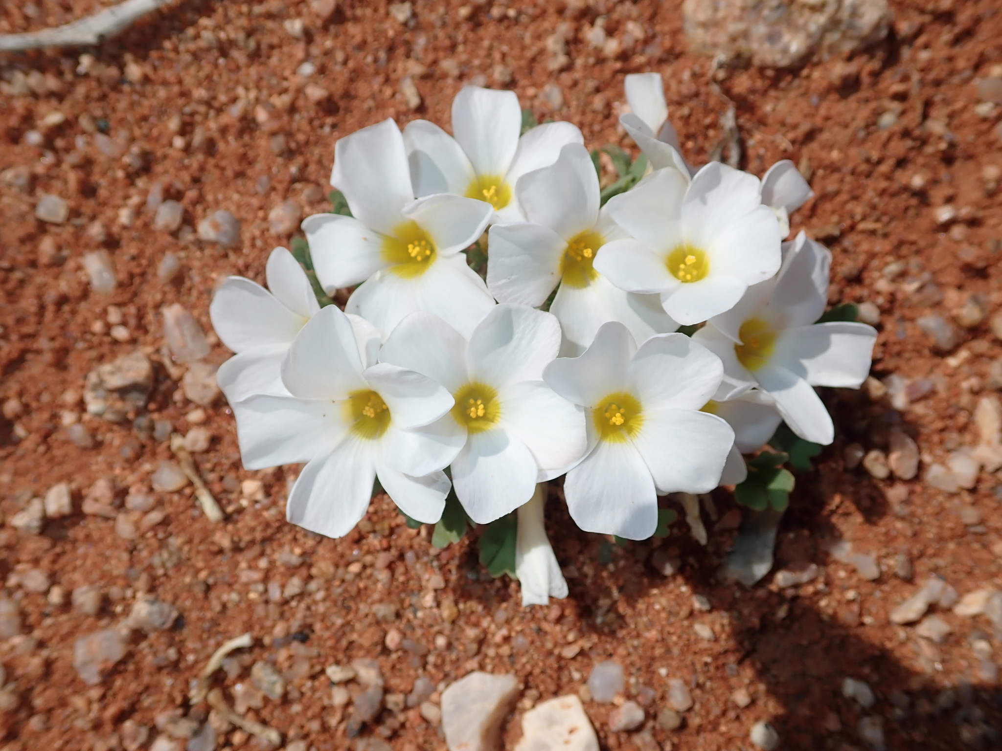Oxalis annae F.Bolus