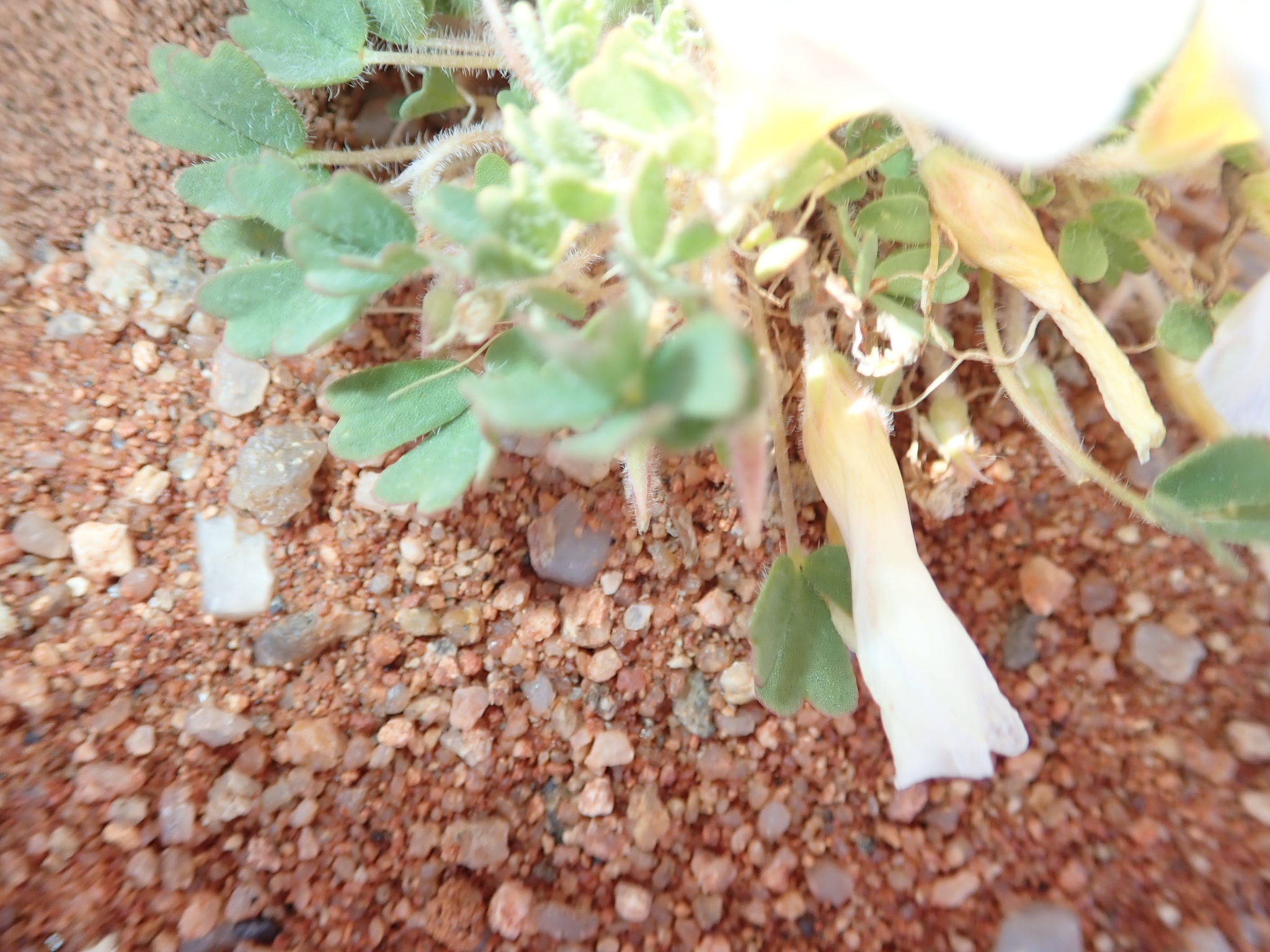 Oxalis annae F.Bolus