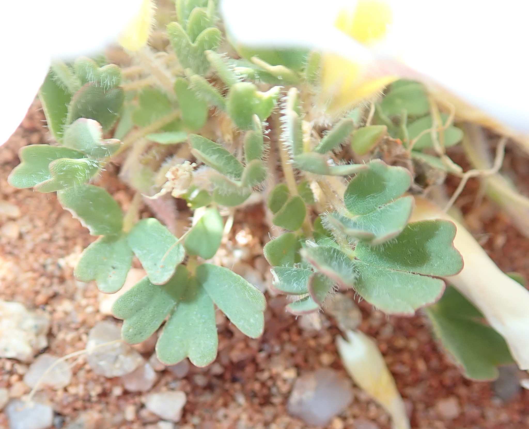 Oxalis annae F.Bolus