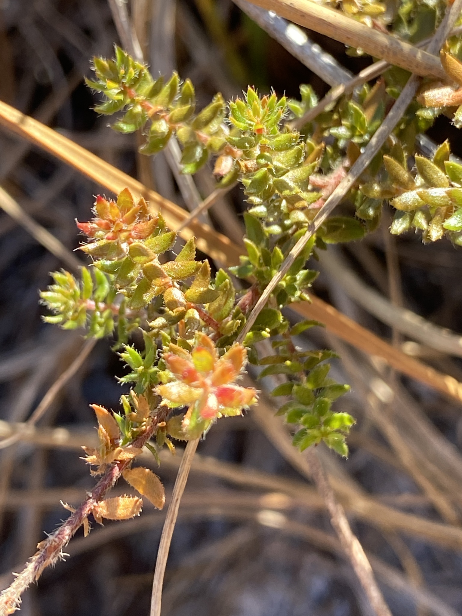 Lechea divaricata Shuttlew. ex Britton