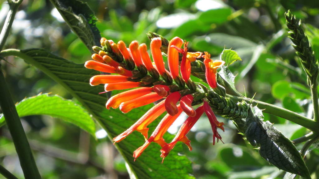 Aphelandra acanthifolia from Hualgayoc, Perú on August 20, 2014 at 09: ...