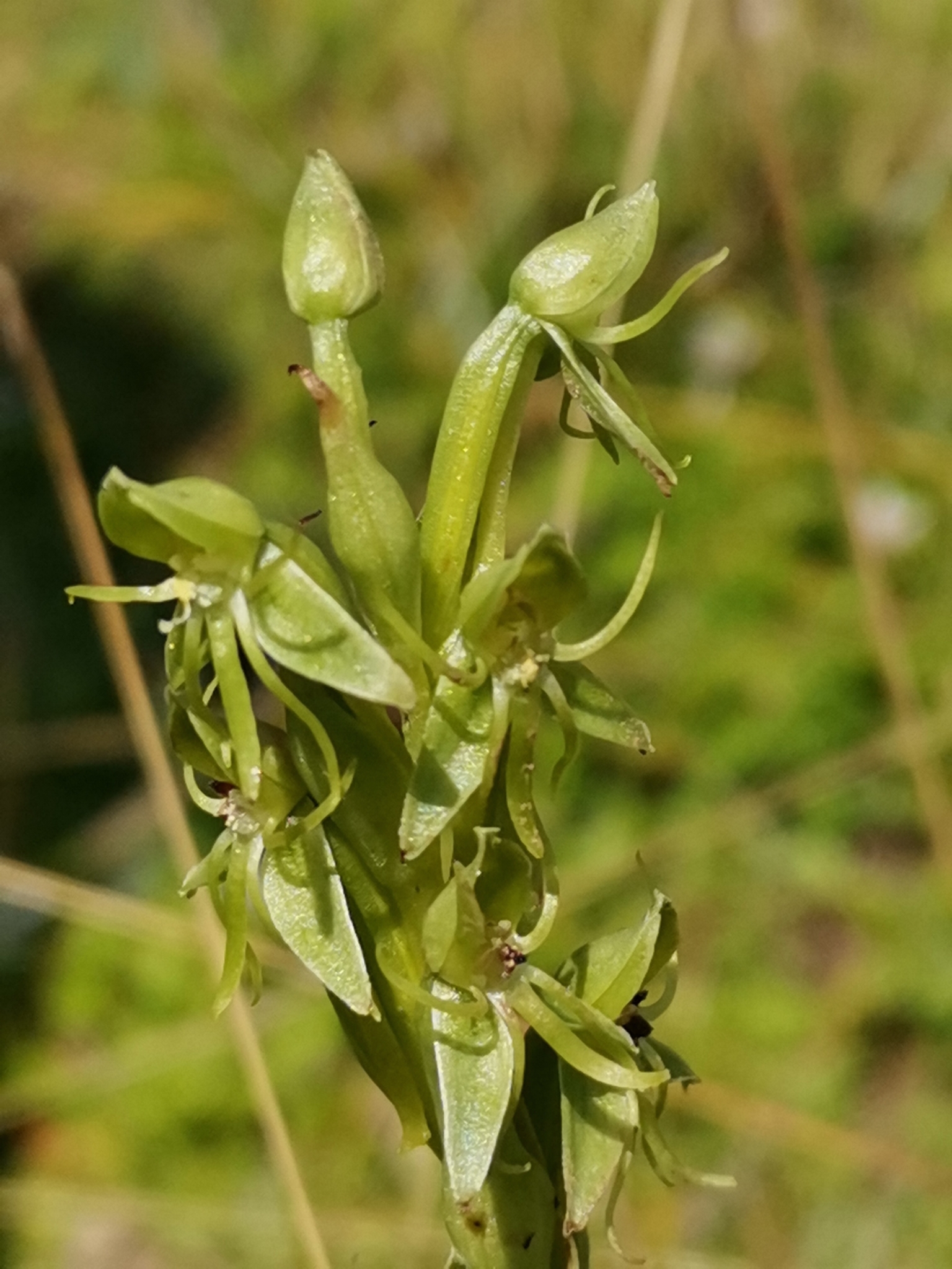 Habenaria pumila Poepp.