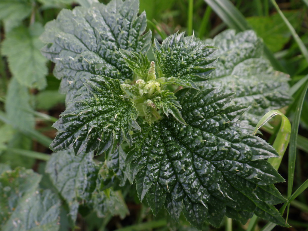 Mediterranean Nettle from 2640 Igreja Nova, Portugal on January 30 ...