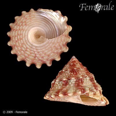 Trochus rota · NaturaLista Colombia