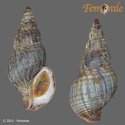 Genus Japeuthria · iNaturalist