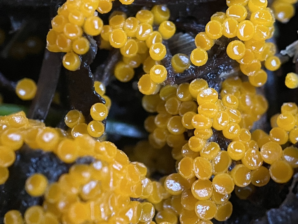 Higher Ascomycetes from US-101, Florence, OR, US on January 31, 2022 at ...