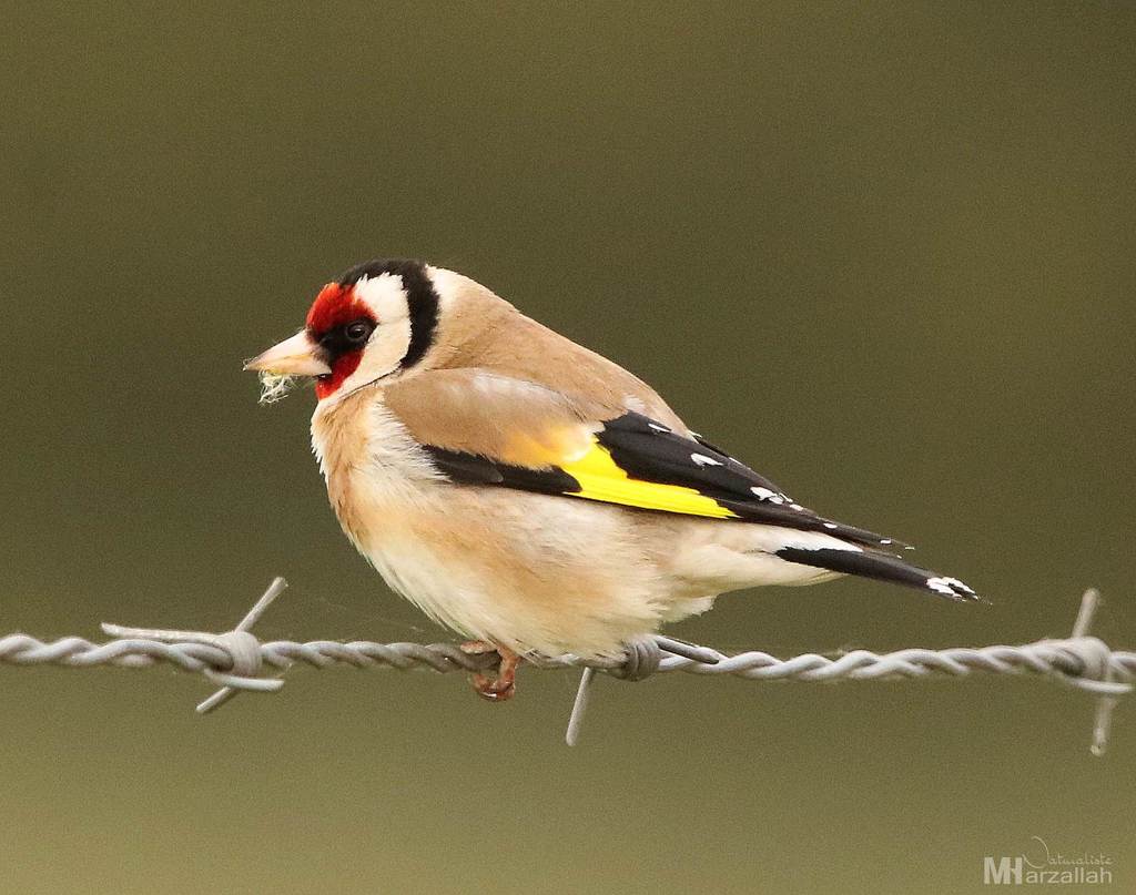 European Goldfinch from Akfadou, Algérie on April 02, 2021 at 09:23 AM ...