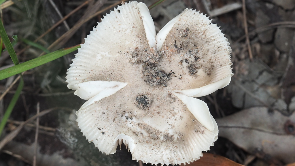 Amanita crematelloides from Walligan QLD 4655, Australia on January 15 ...
