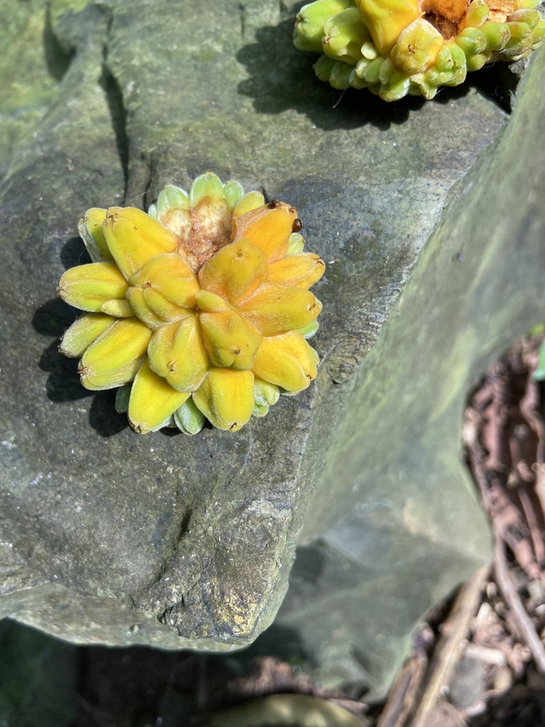 Panama rubber tree (Castilla elastica) - Botanical Realm